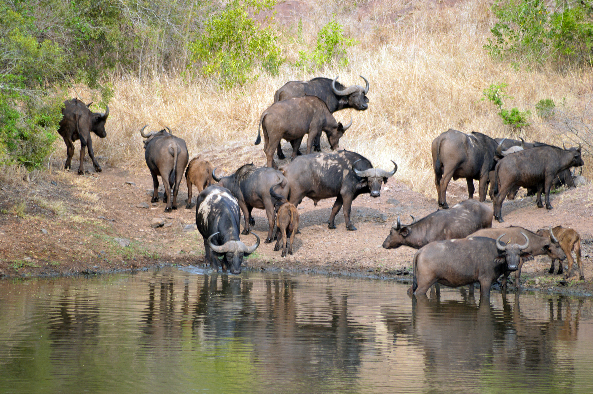 A Memorable Day at Bayala - Bayala Game Lodge